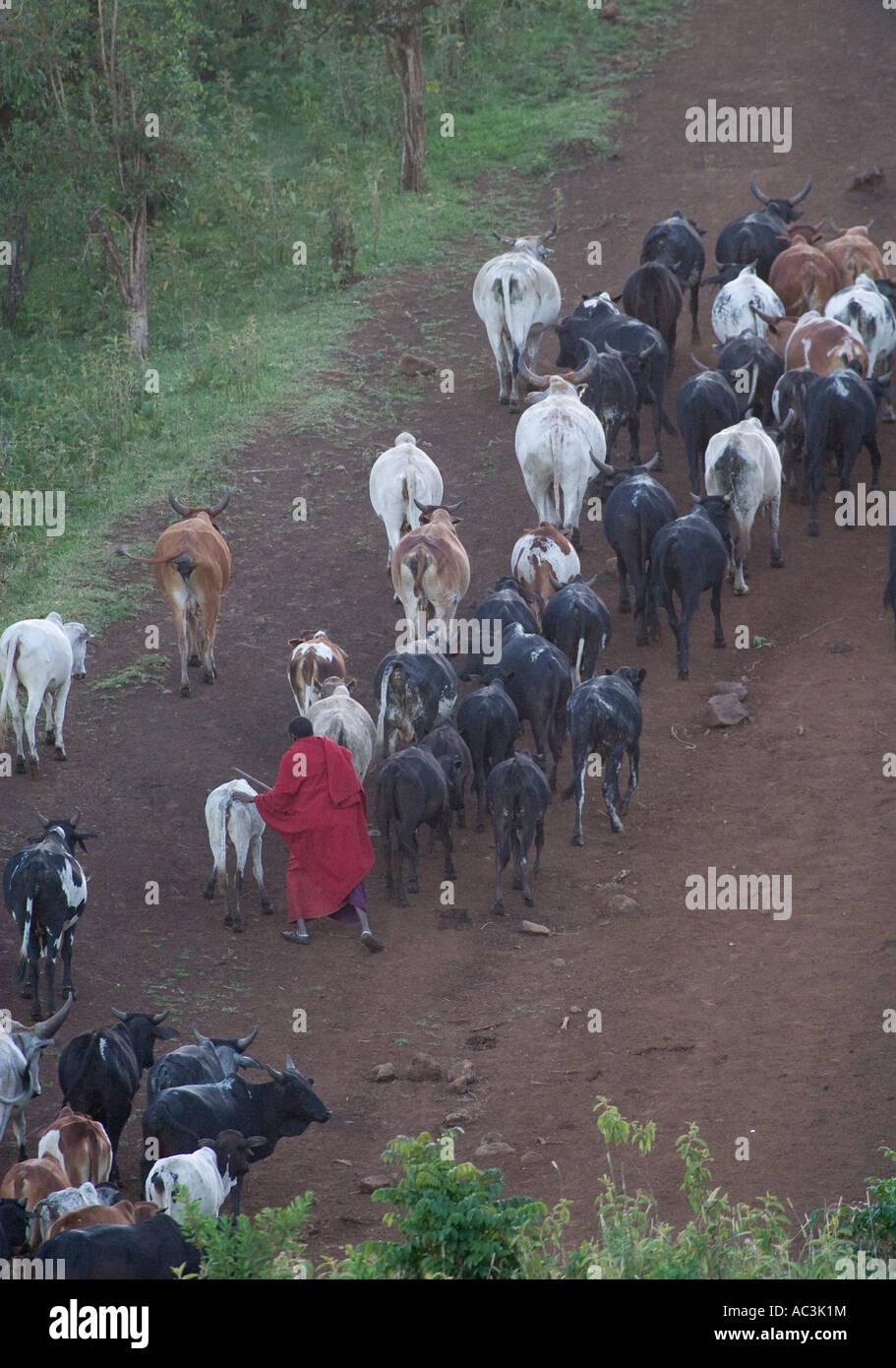 Maasai man herd cattle hi-res stock photography and images - Alamy