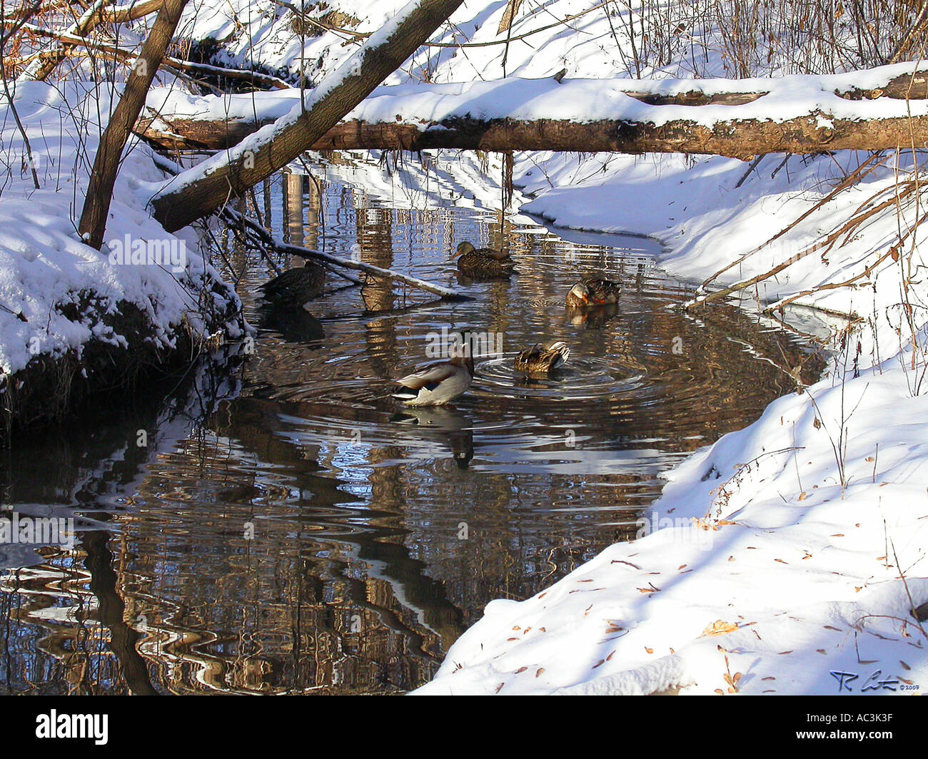 Infant ducks hi-res stock photography and images - Alamy