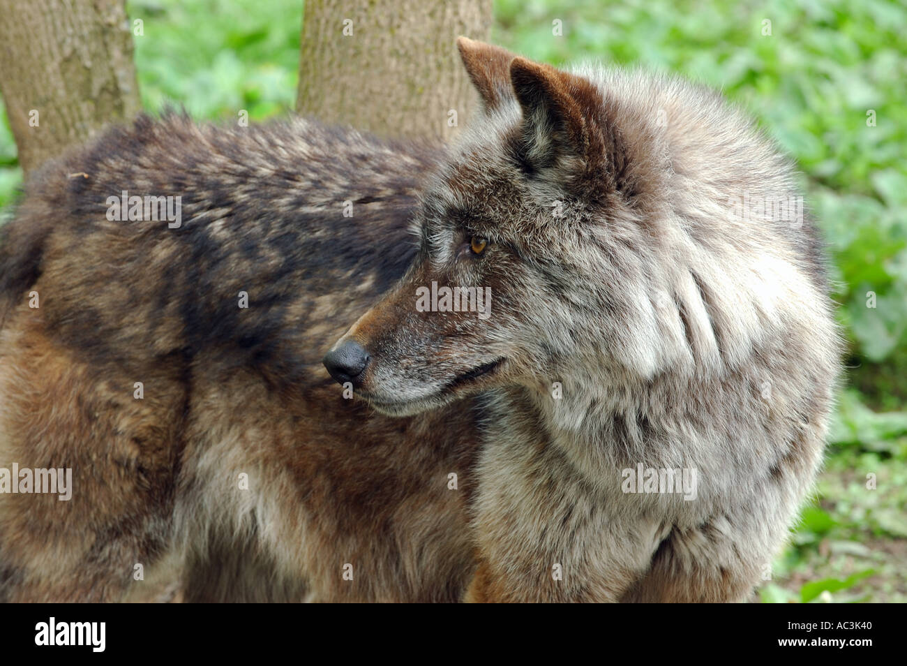 Gray wolf looking back hi-res stock photography and images - Alamy