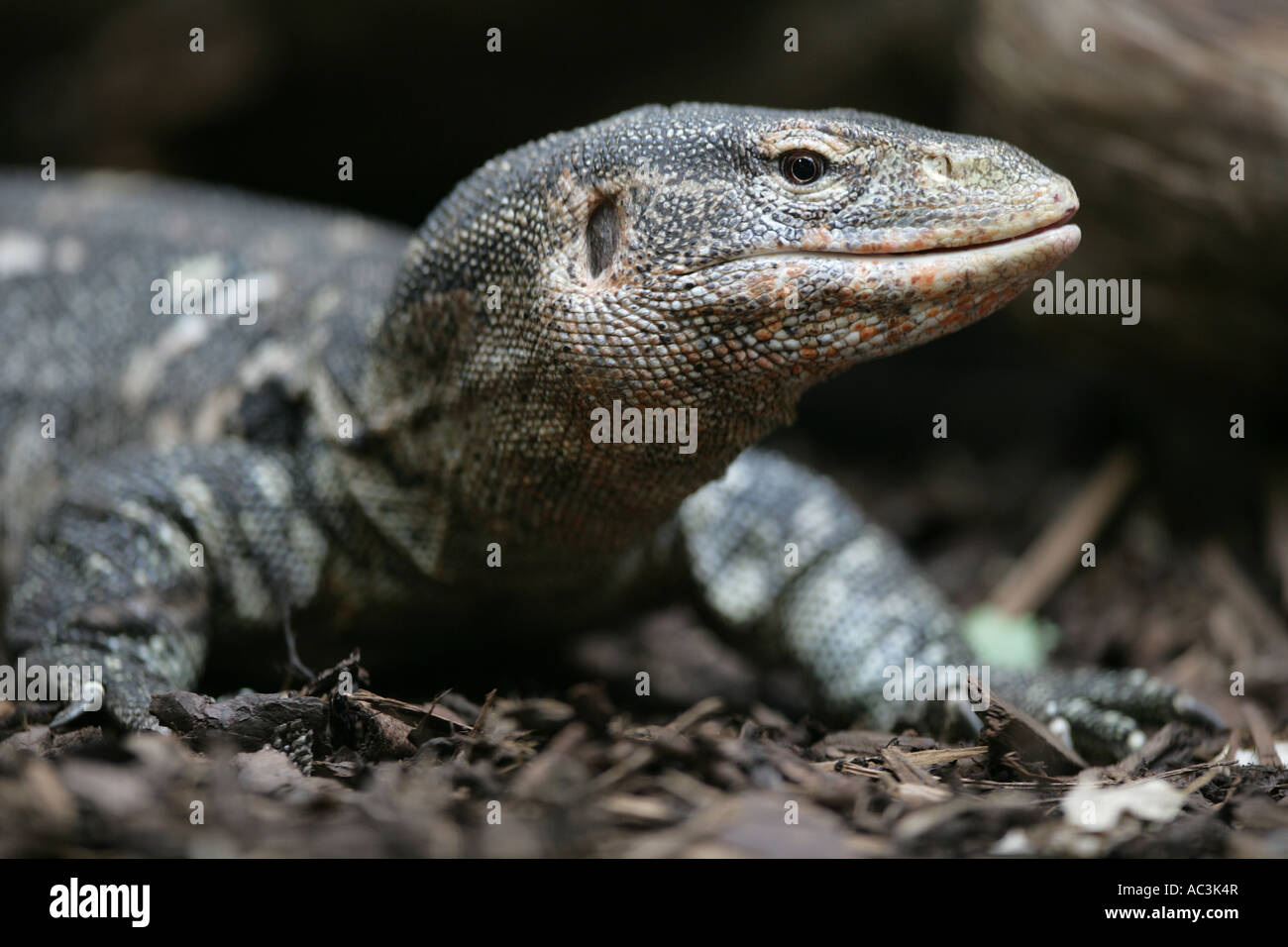 Nile monitor lizard hi-res stock photography and images - Alamy