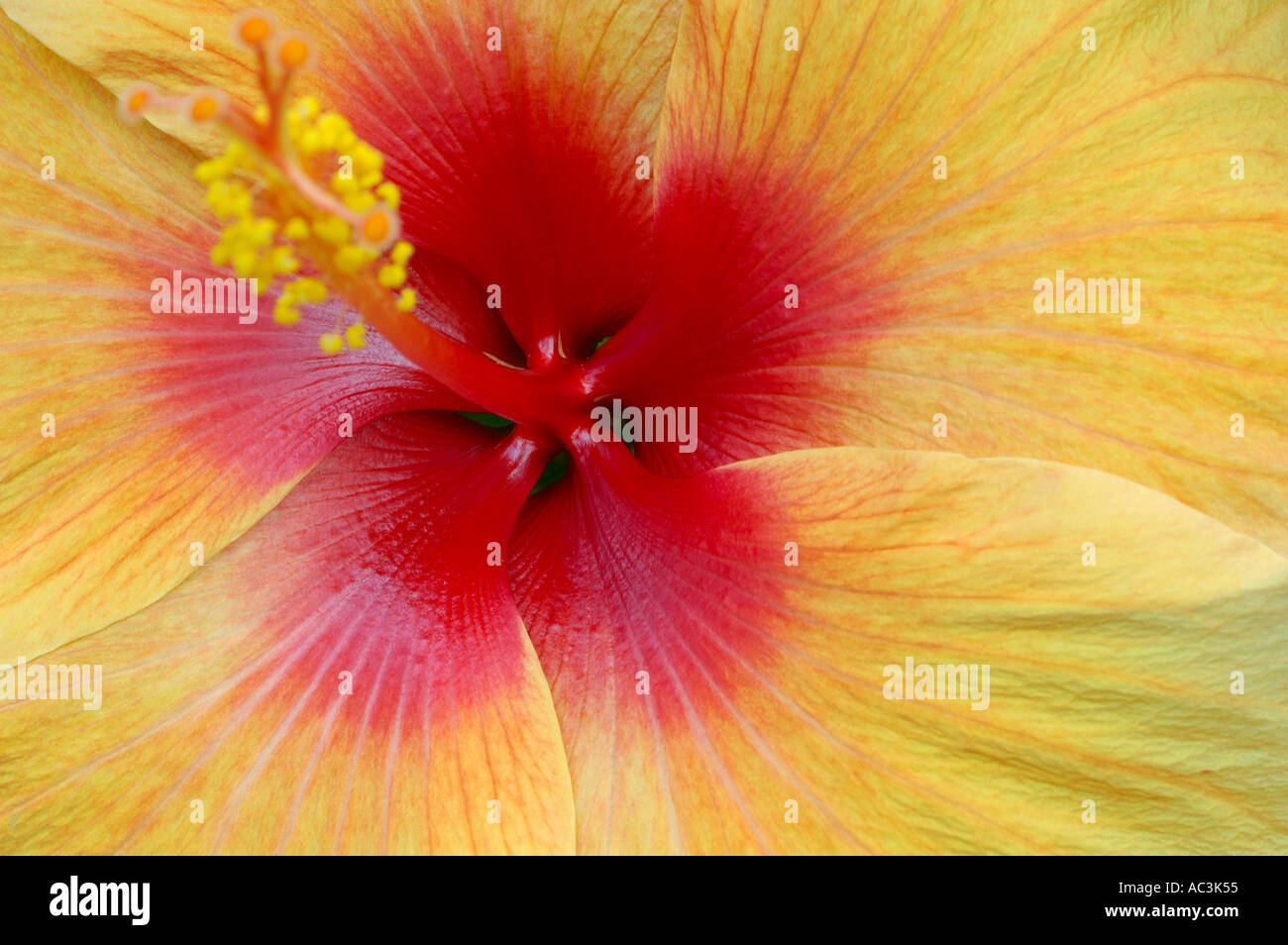 Hybiscus Flower Stock Photos & Hybiscus Flower Stock Images - Alamy