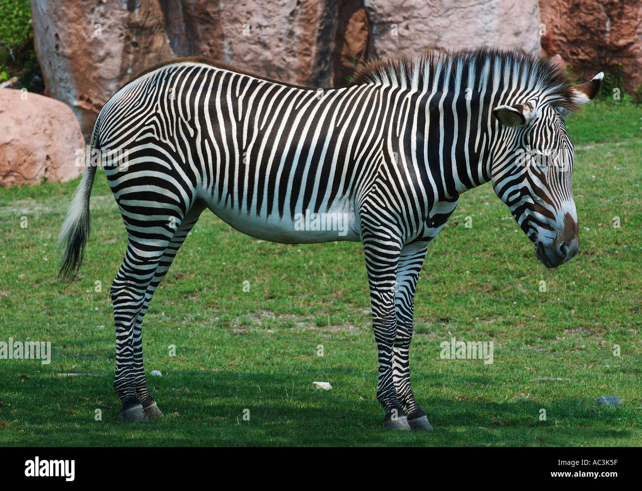 Zebra zoo hi-res stock photography and images - Alamy