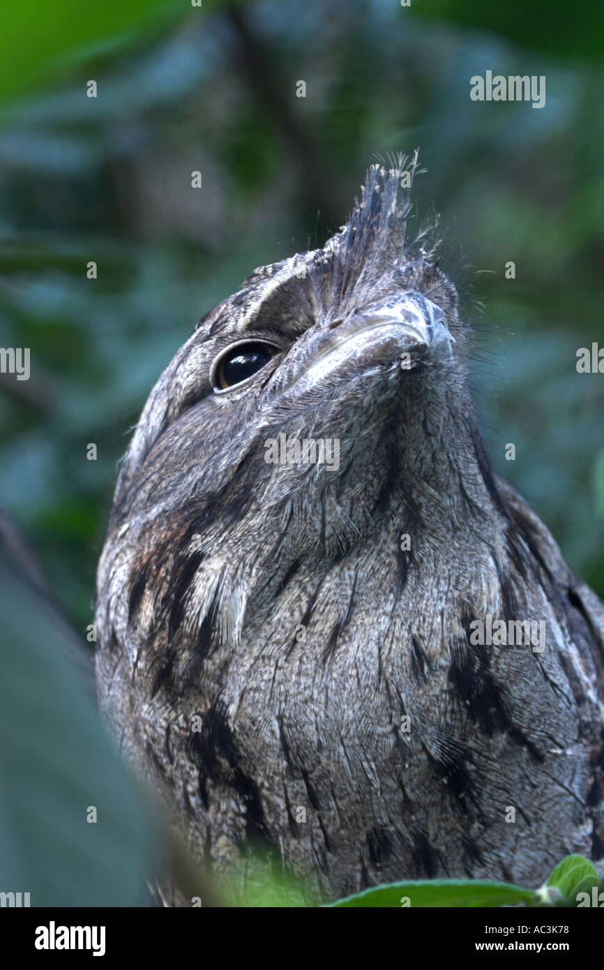 Tawny frogmouth podargus strigoides Stock Photo - Alamy