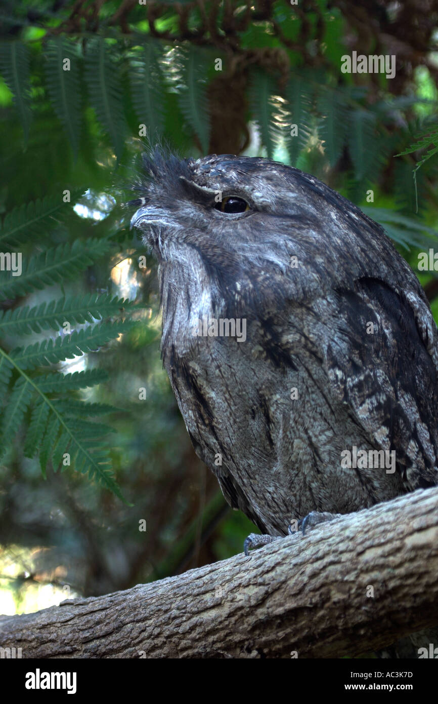 Tawny frogmouth podargus strigoides Stock Photo - Alamy