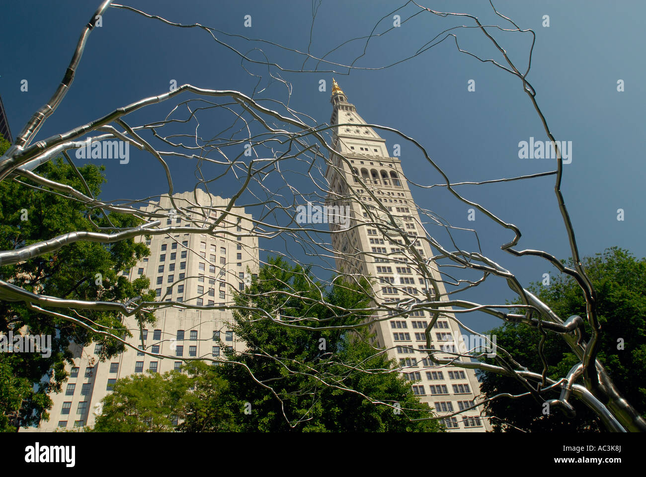 Conjoined trees hi-res stock photography and images - Alamy