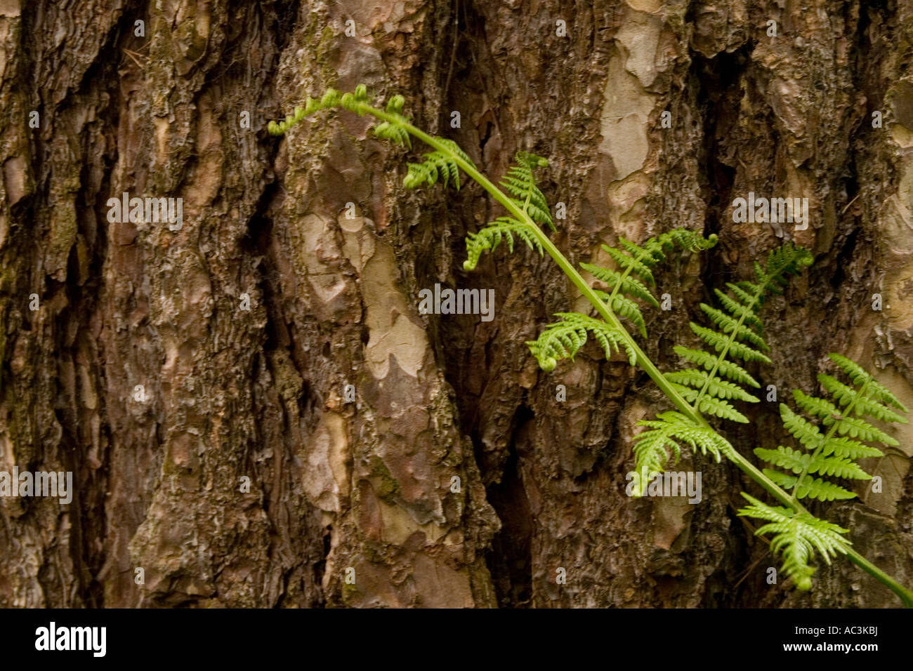 Fern stretching over the bark of a tree Stock Photo - Alamy