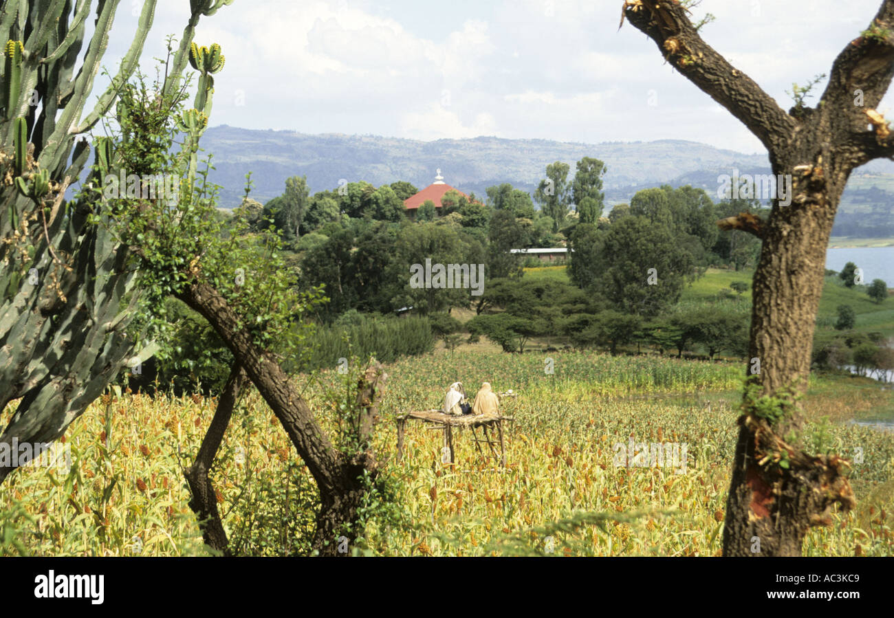 Two watchouts on a platform high above a sorghum field near Lake Hayk ...