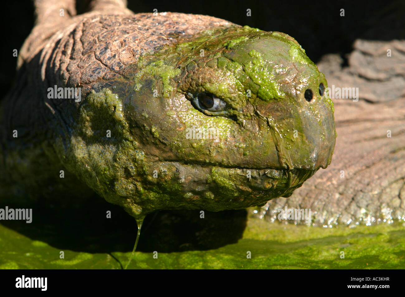 Giant saddleback tortoise raising its head after drinking from slimy ...