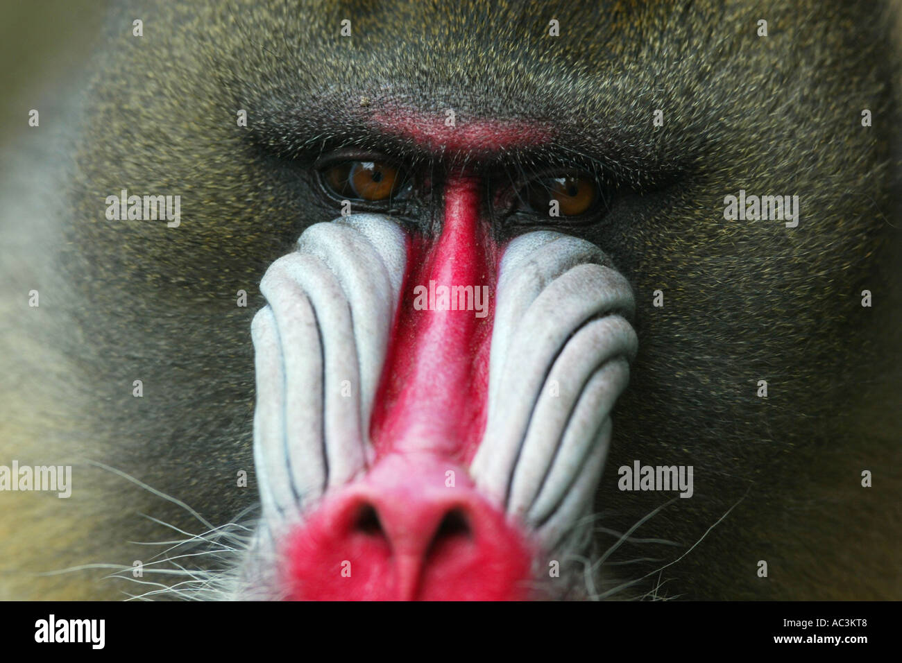 Mandrill closeup - Mandrillus sphinx Stock Photo - Alamy