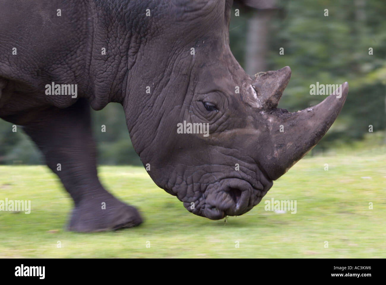 Black rhino running - Diceros bicornis Stock Photo - Alamy