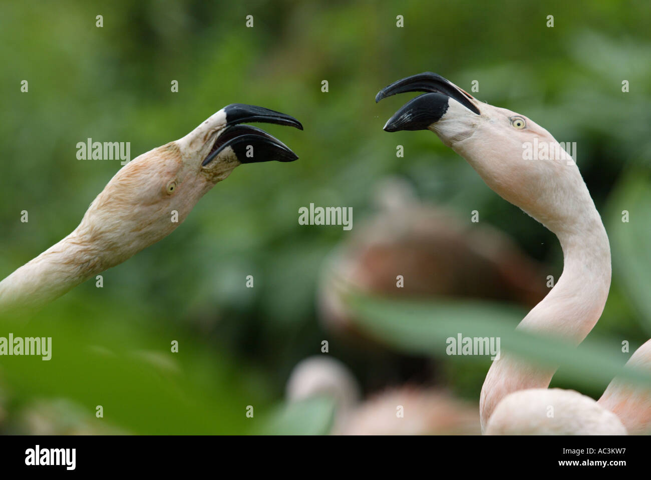 Flamingo fighting hi-res stock photography and images - Alamy