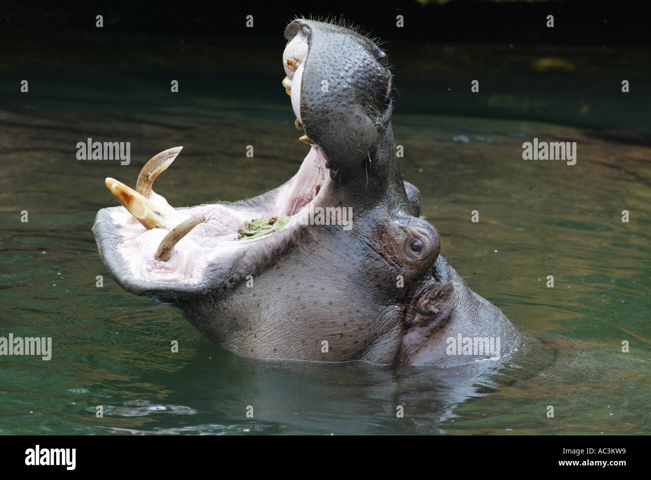 Hippo showing its teeth - Hippopotamus amphibius Stock Photo - Alamy
