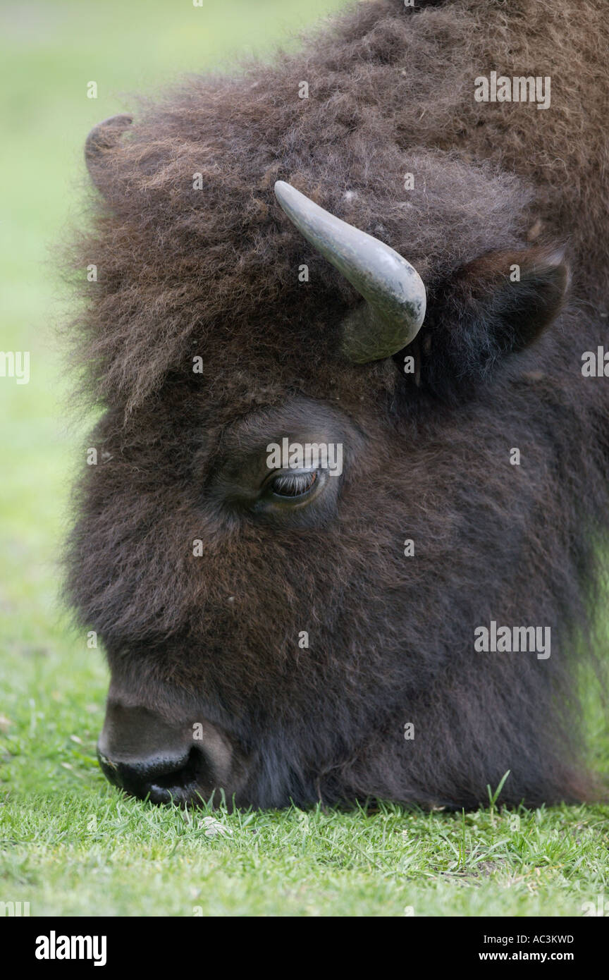 Bison head closeup - Bison bison Stock Photo - Alamy