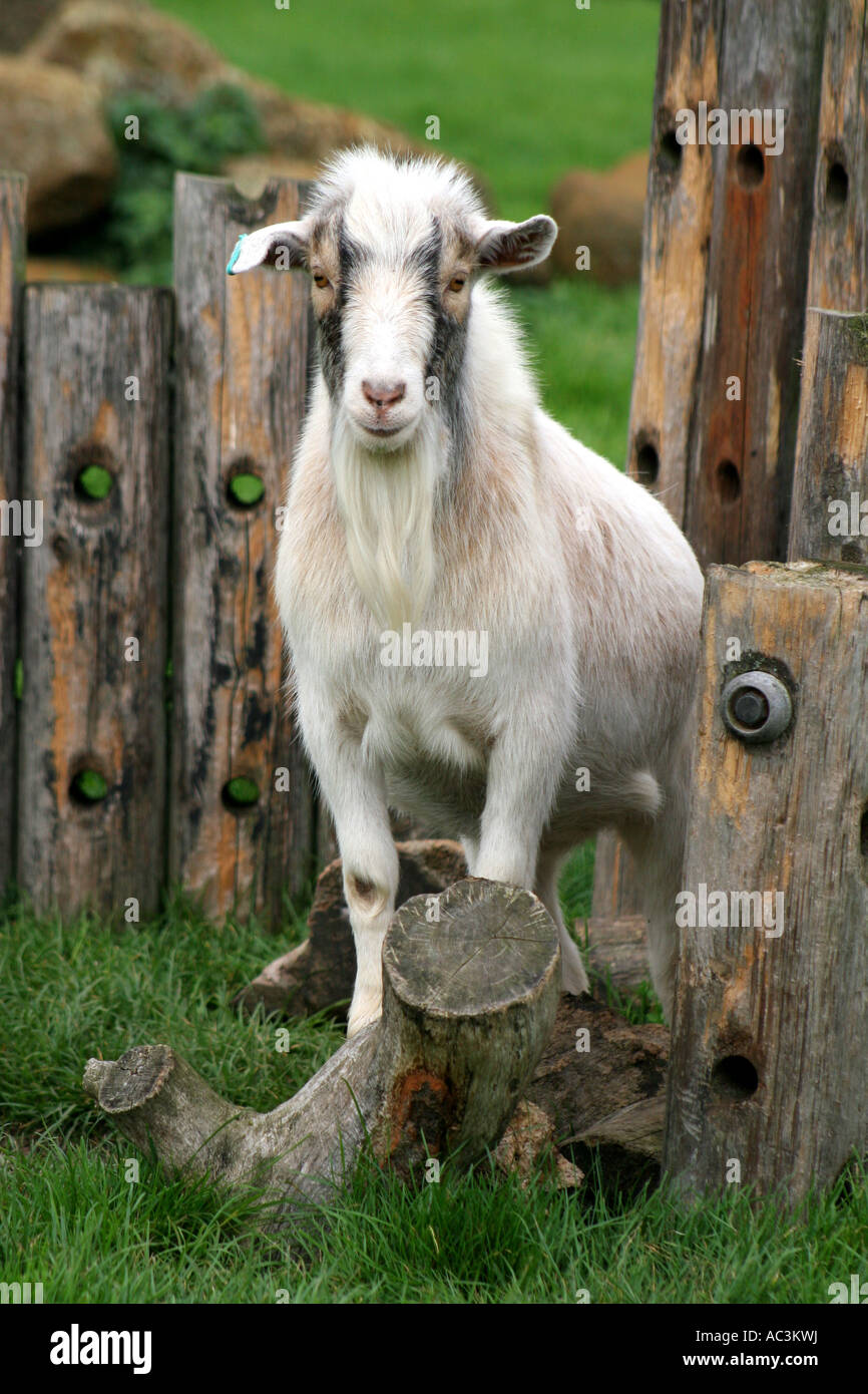 Goat on Log. Norfolk Stock Photo - Alamy