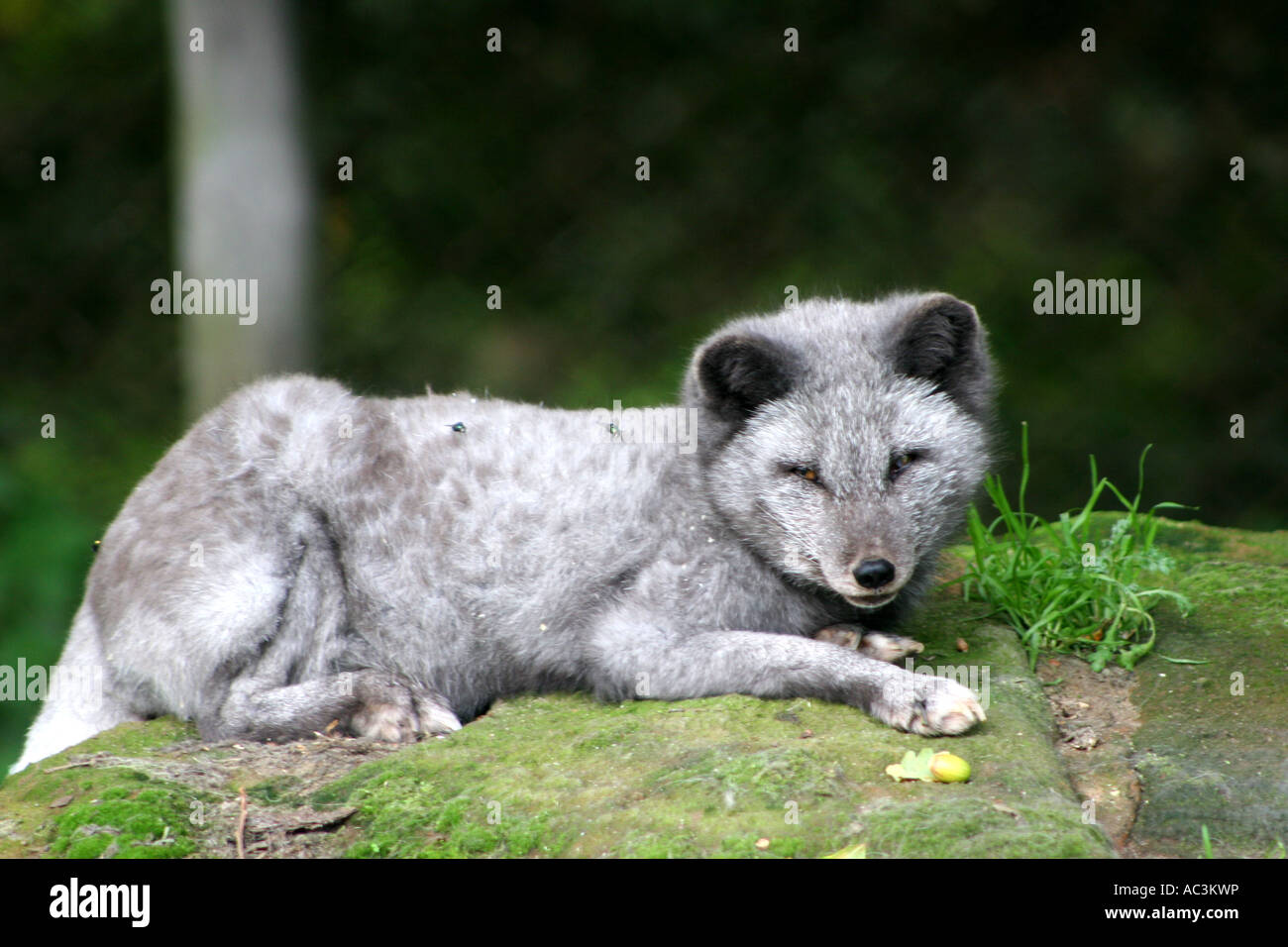 Arctic Fox. Norfolk Stock Photo - Alamy