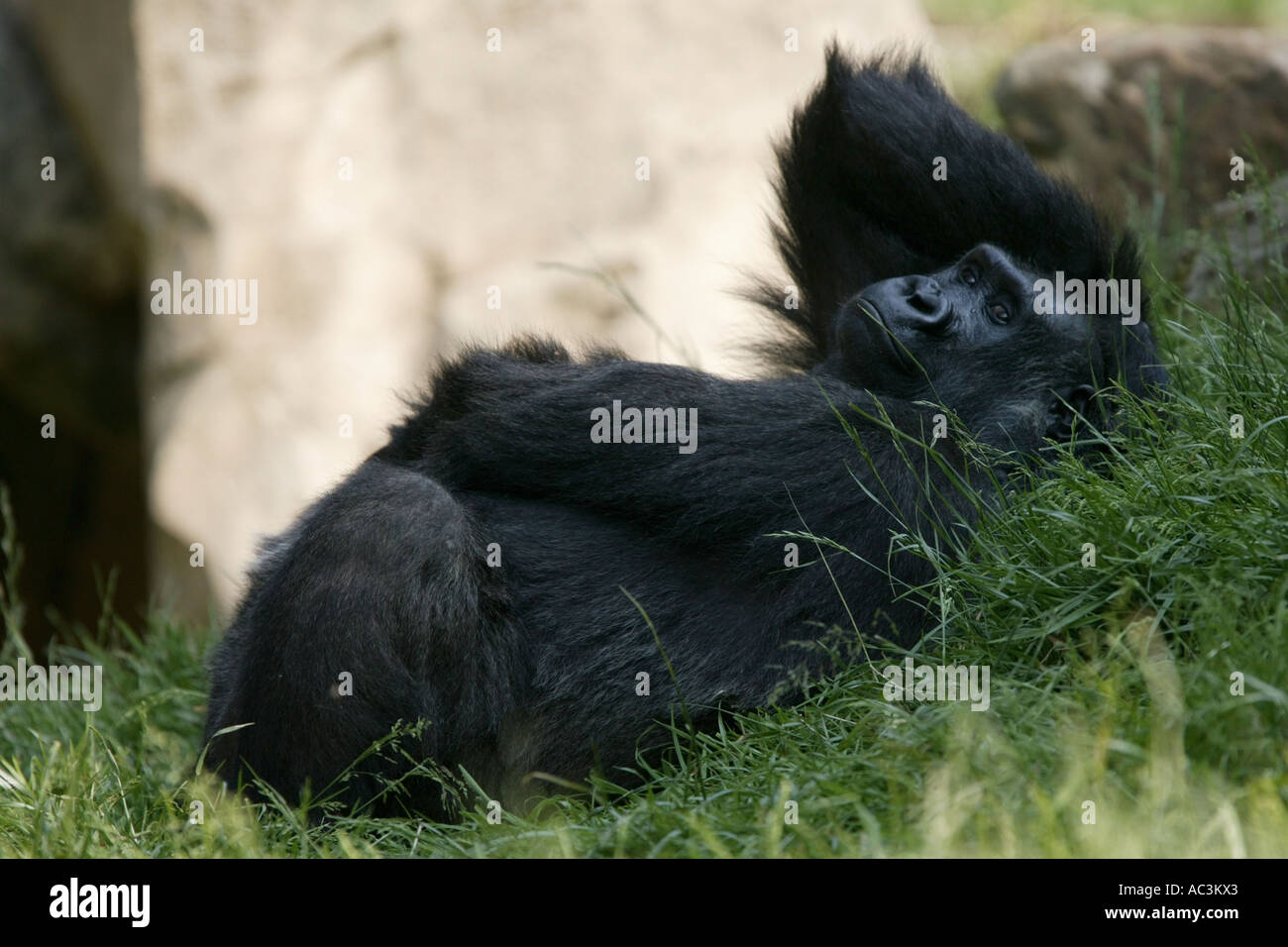 Eastern lowland gorilla hi-res stock photography and images - Alamy