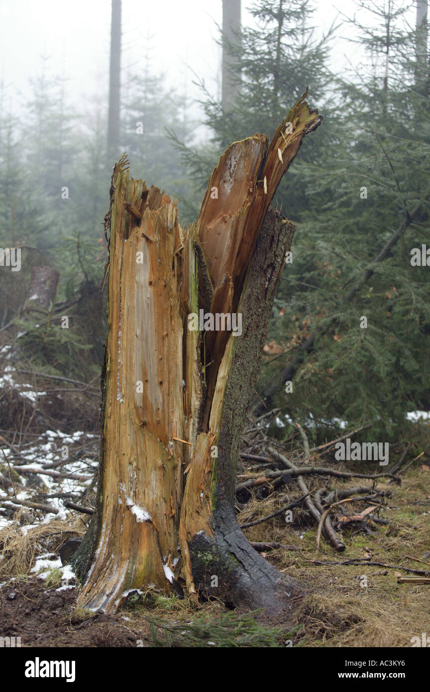 old stump in the forest Stock Photo - Alamy