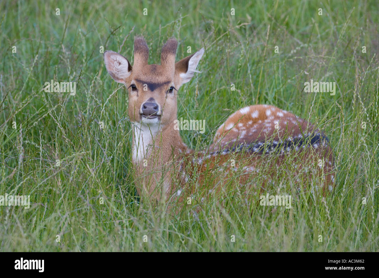 The chital or cheetal, also known as the spotted deer, or Axis Deer ...