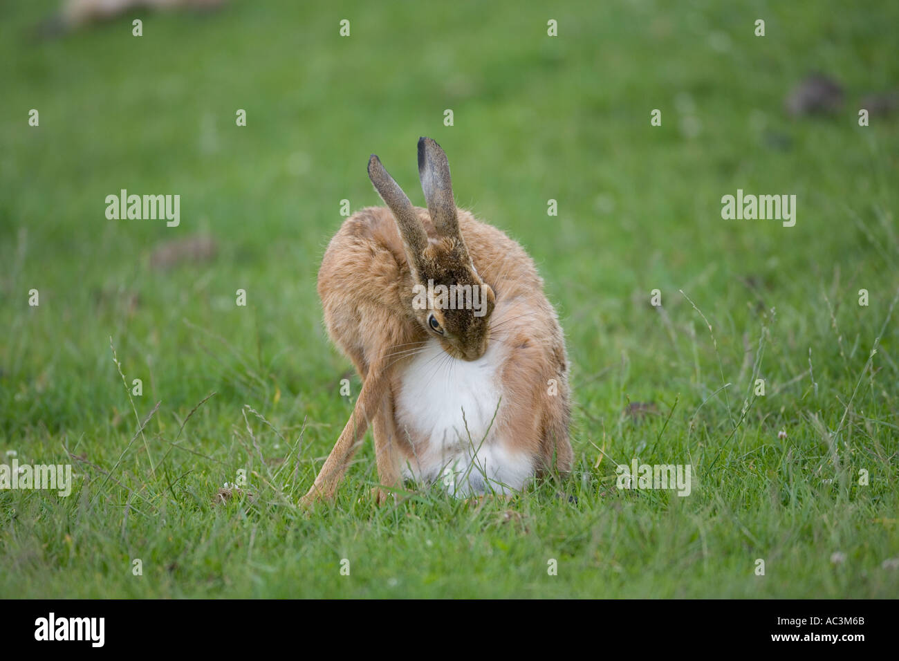Brown hare scratching hi-res stock photography and images - Alamy