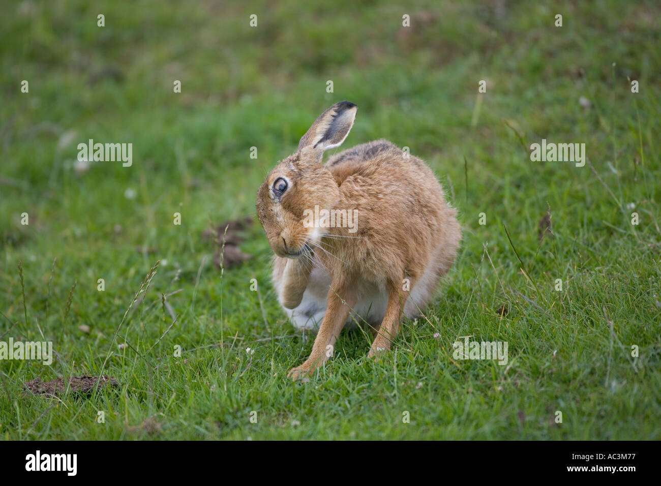 Brown hare scratching hi-res stock photography and images - Alamy