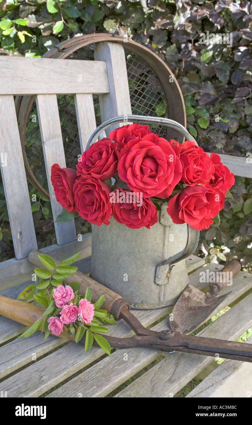 Year round roses hi-res stock photography and images - Alamy