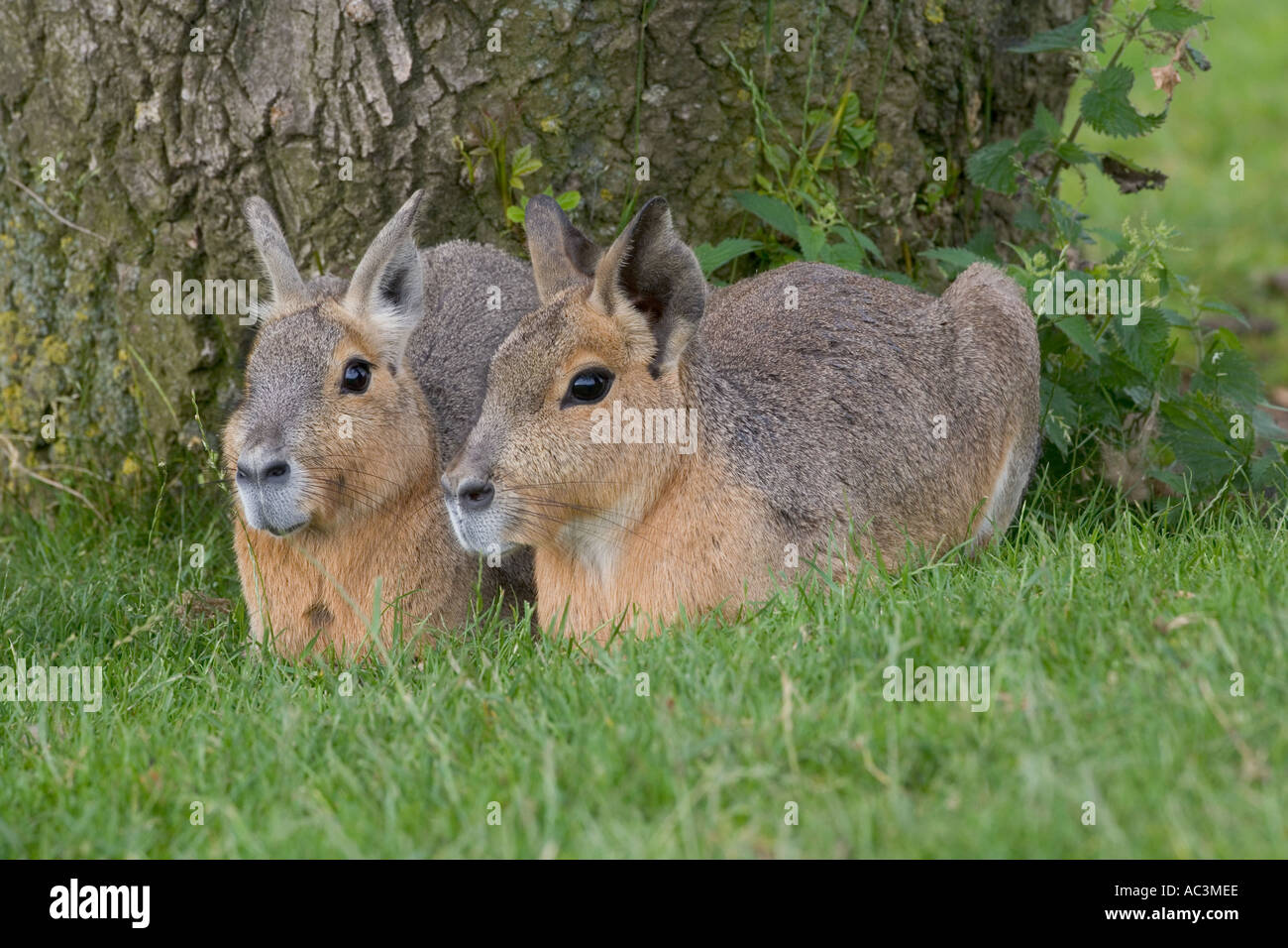 Patagonian hare or Patagonian Mara Dolichotis patagonian Stock Photo ...