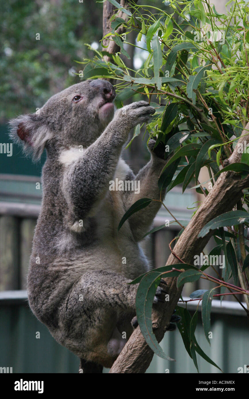 Brisbane Koala Sanctuary Stock Photo - Alamy