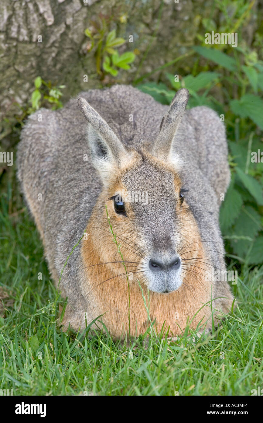 Patagonian hare or Patagonian Mara Dolichotis patagonian Stock Photo ...