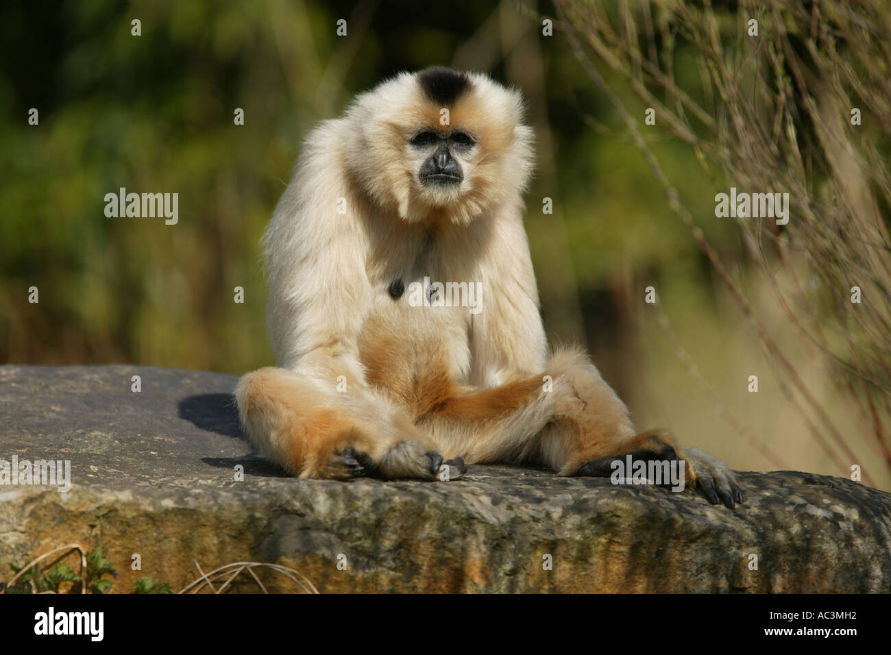 female Gibbon - Hylobates gabriellae Stock Photo - Alamy