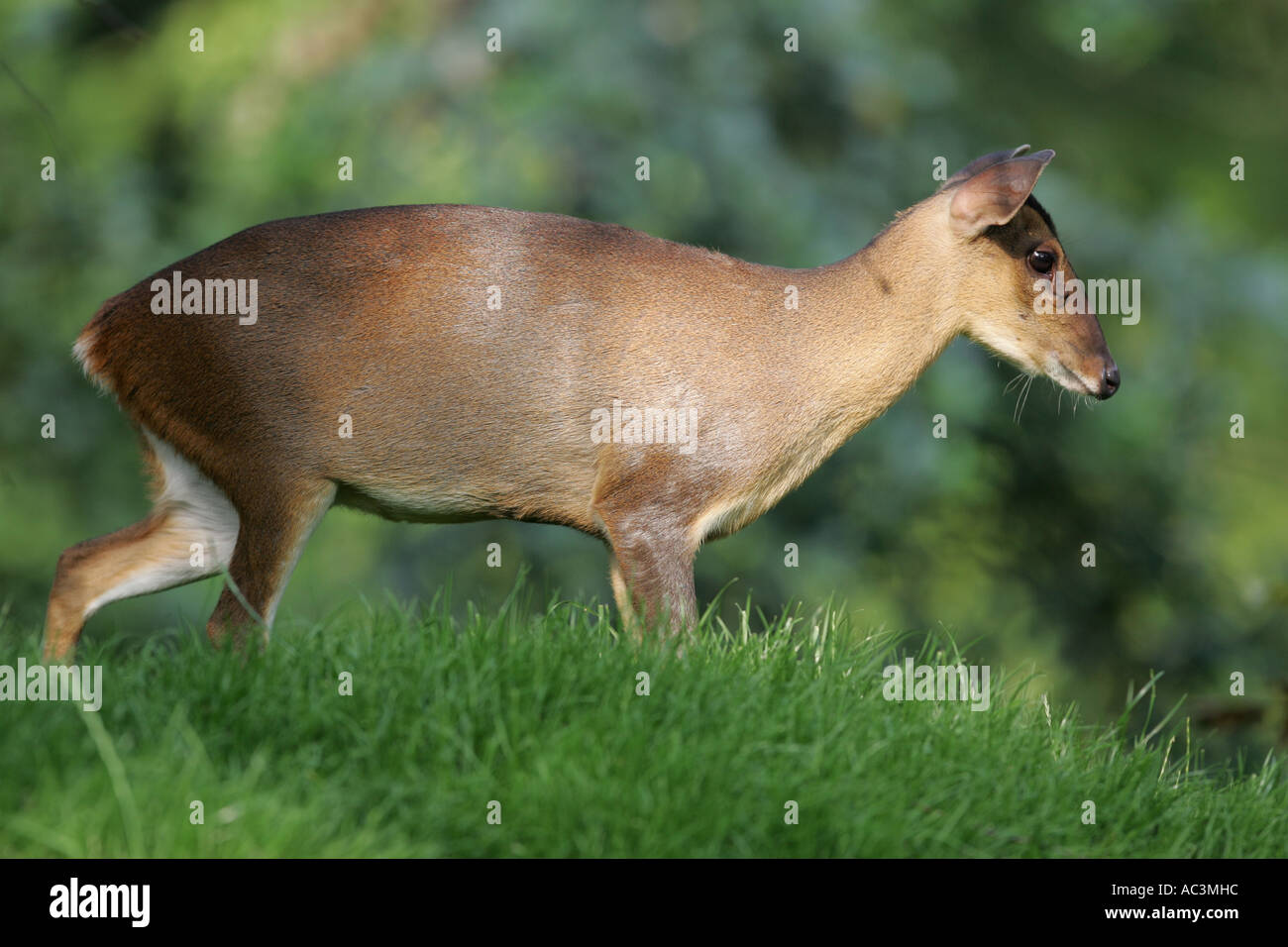 Reeves's (or Chinese) muntjac - Muntiacus reevesi Stock Photo - Alamy