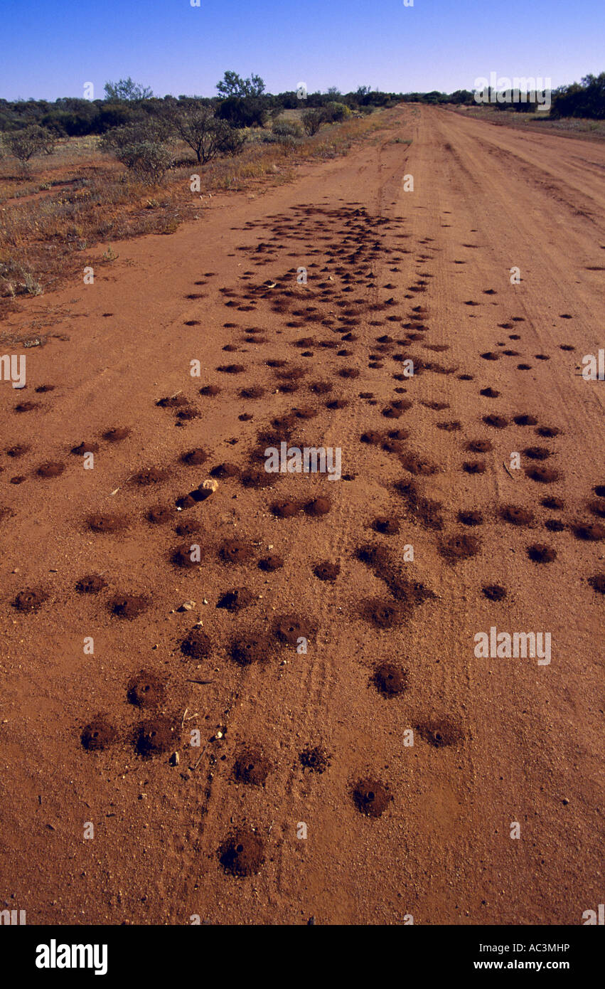 Dawsons burrowing bee, Australia Stock Photo - Alamy
