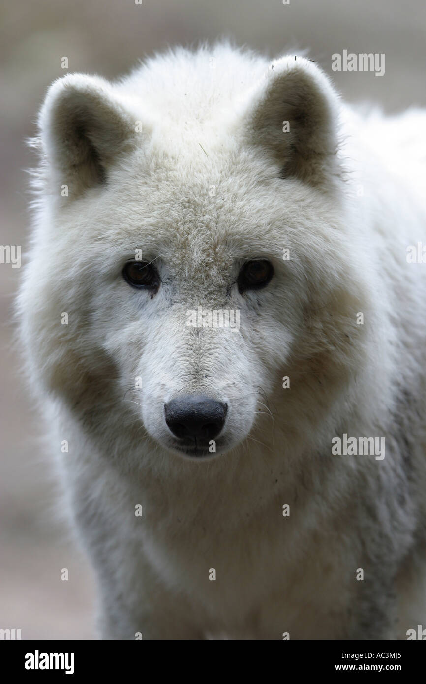 Polar wolf portrait - Canis lupus tundrorum Stock Photo - Alamy