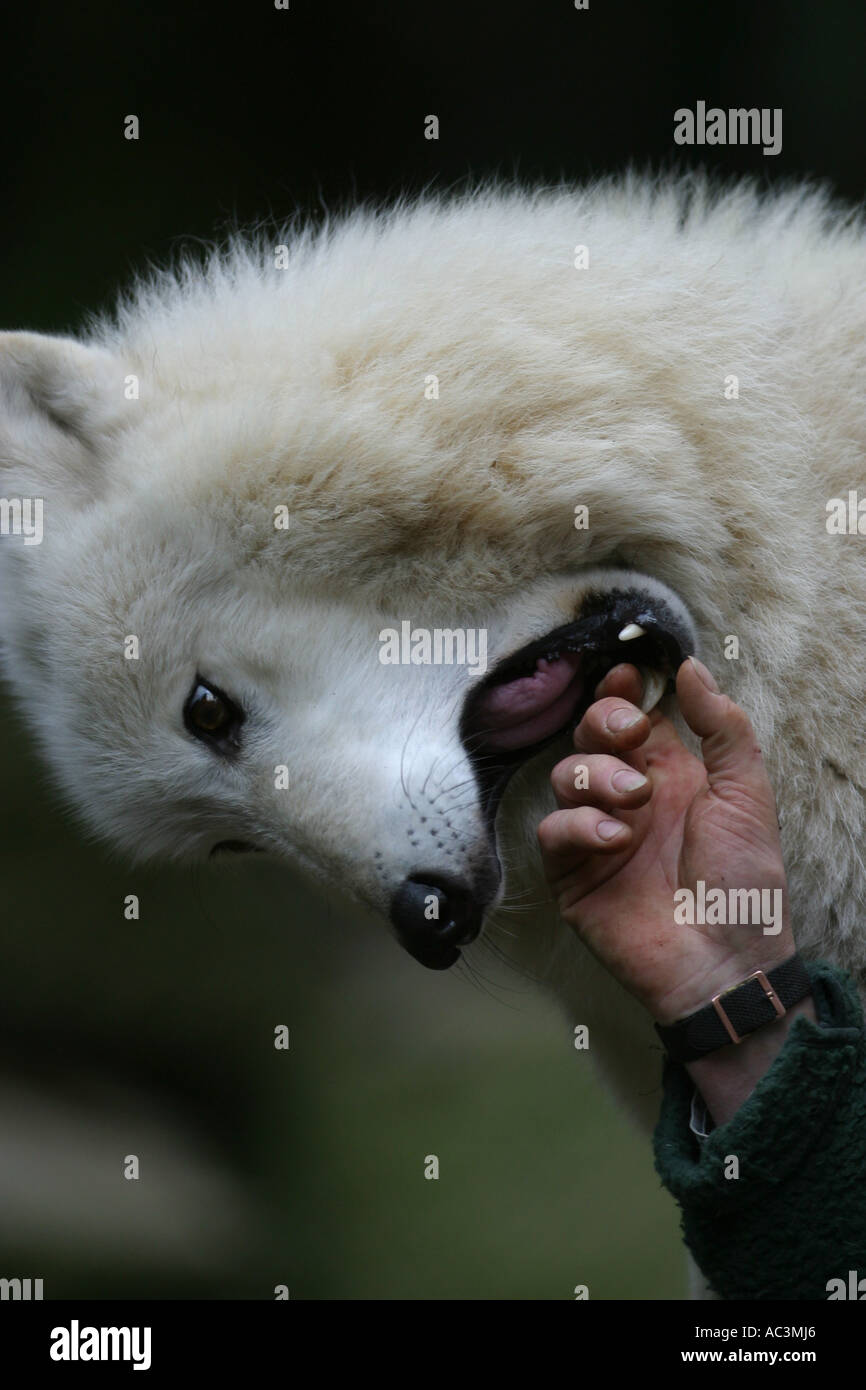 Polar wolf playing with human hand - Canis lupus tundrorum Stock Photo ...