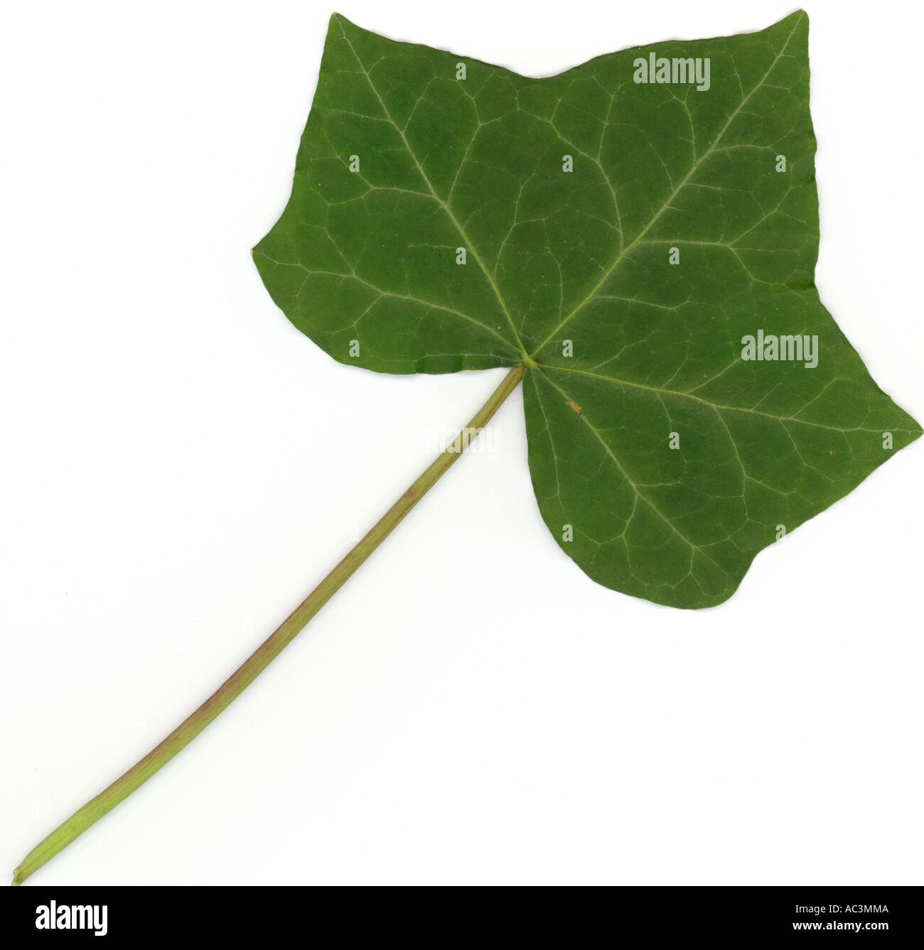 Ivy closeup - Hedera helix Stock Photo - Alamy