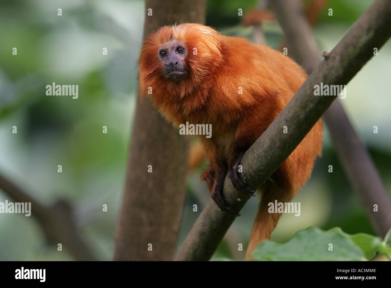 Golden lion tamarin rainforest hi-res stock photography and images - Alamy