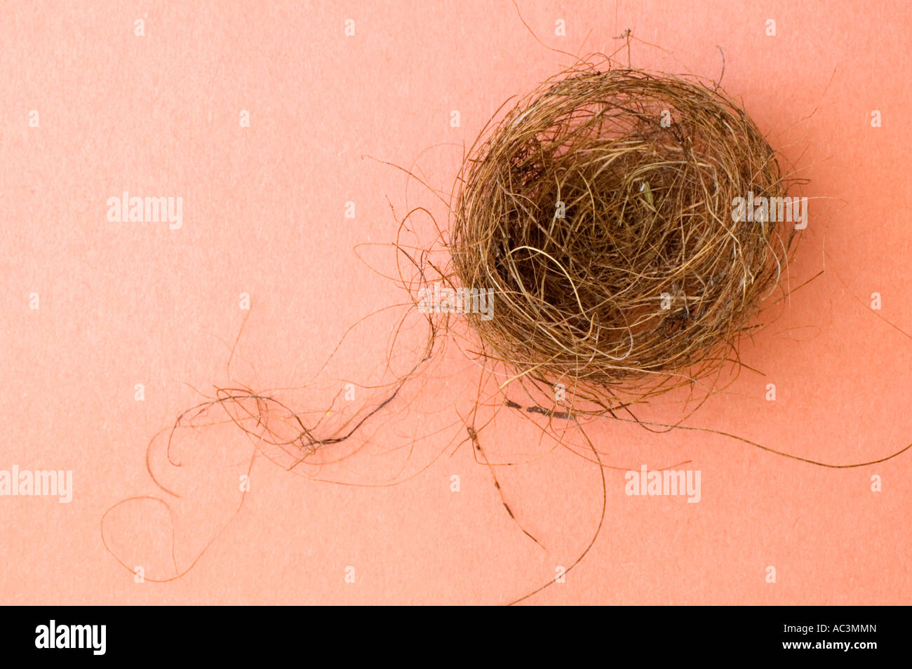 July 22 2007 Robin s nest which had fallen from a Globe Locust tree on ...