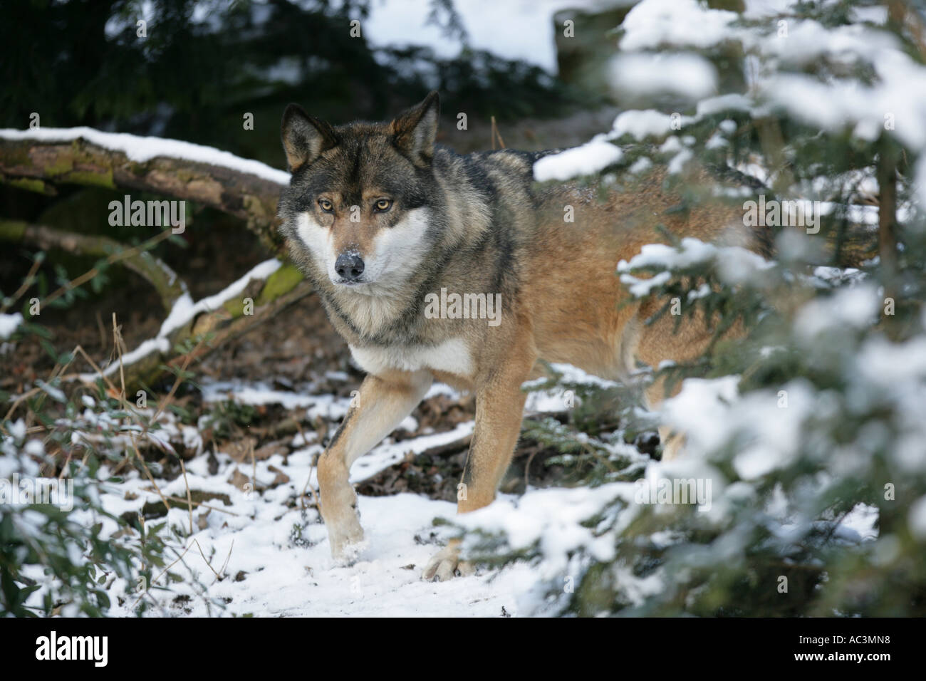 Walking wolf in snow hi-res stock photography and images - Alamy