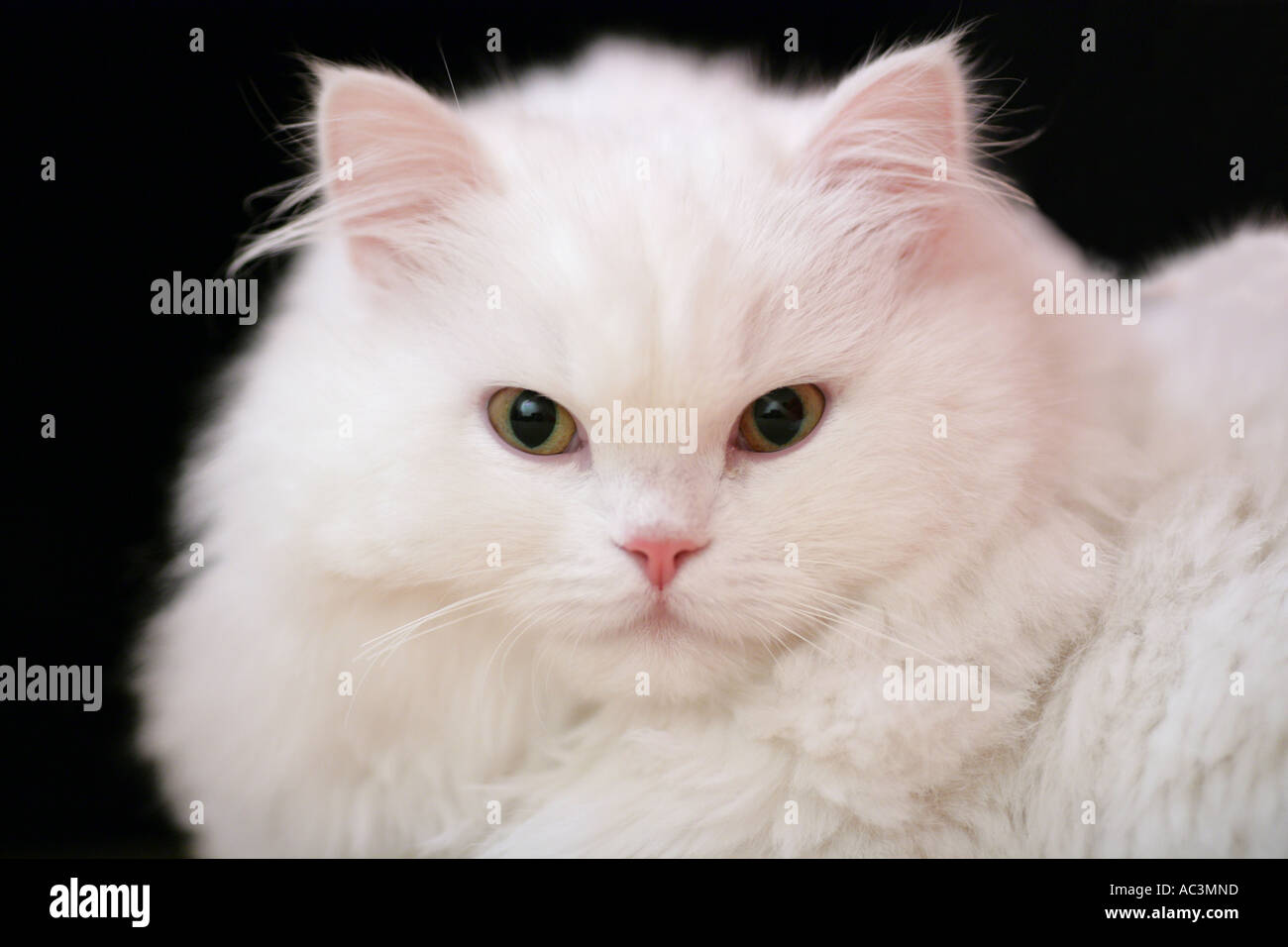 white persian cat portrait Stock Photo - Alamy