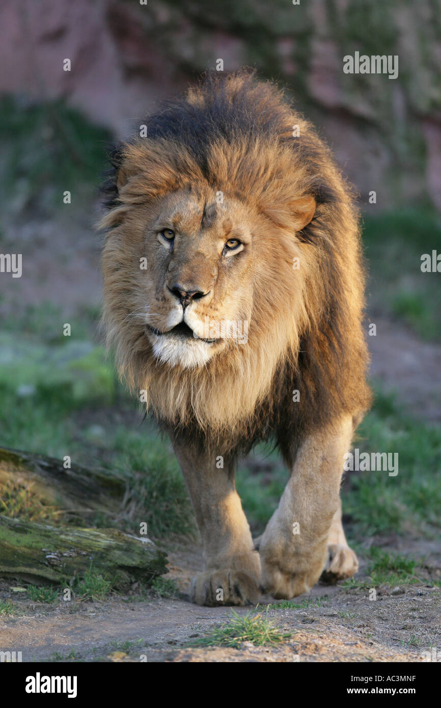 Male lion light hi-res stock photography and images - Alamy