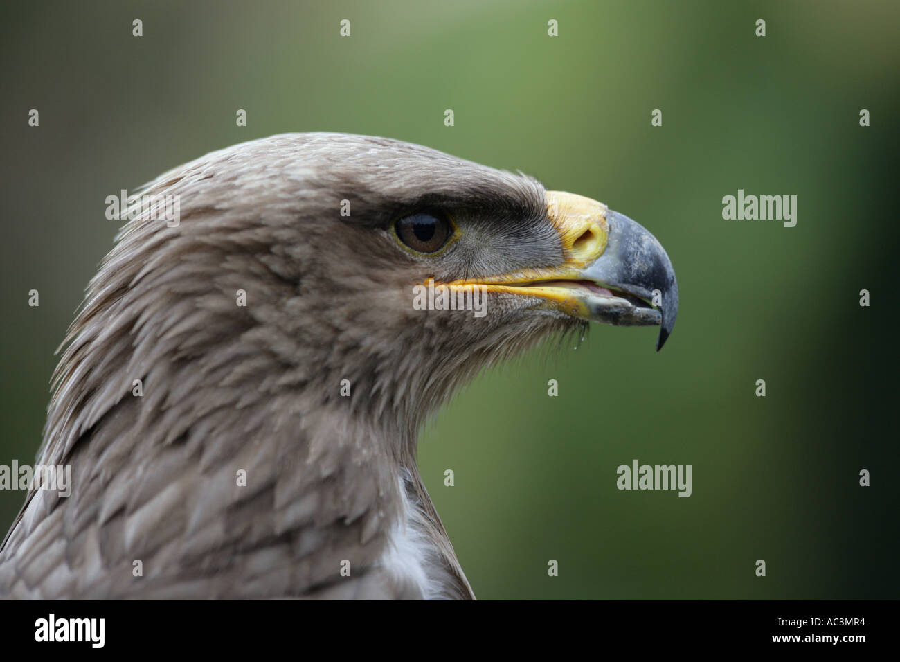 Steppe eagle - Aquila nipalensis Stock Photo - Alamy