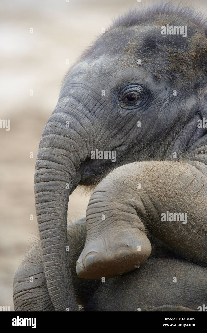 Indian elephant baby playing - Elephas maximus Stock Photo - Alamy