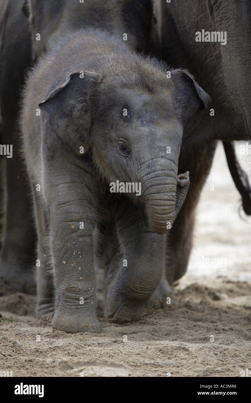 Indian elephant baby with mother in background - Elephas maximus Stock ...