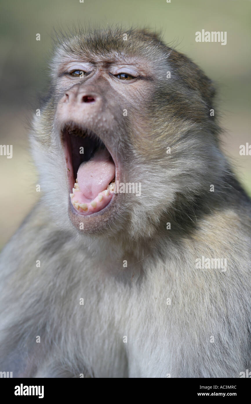 Gibraltar Ape Teeth High Resolution Stock Photography and Images - Alamy