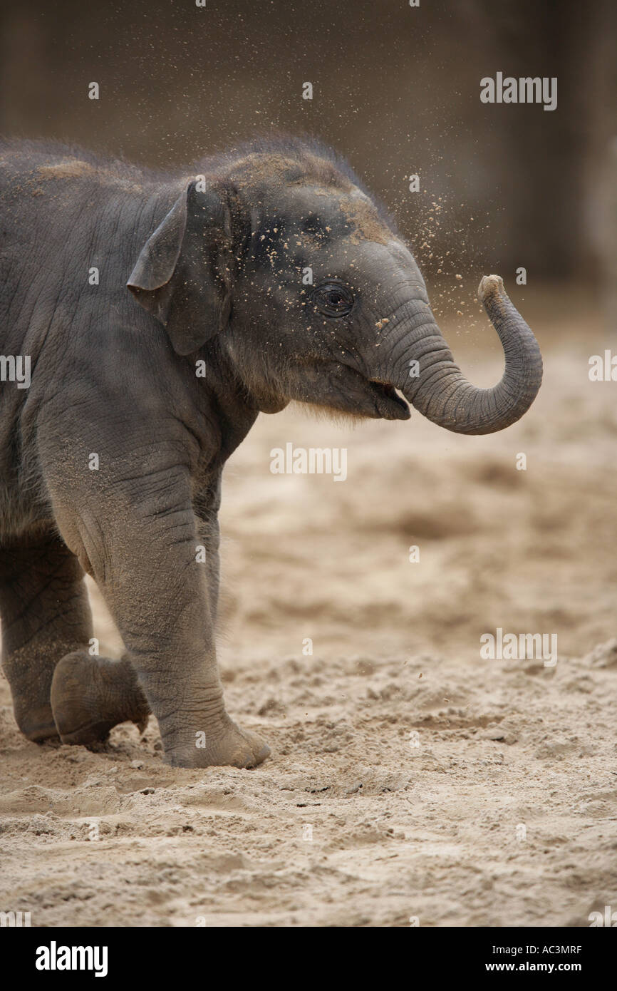 Asian elephant calf running hi-res stock photography and images - Alamy