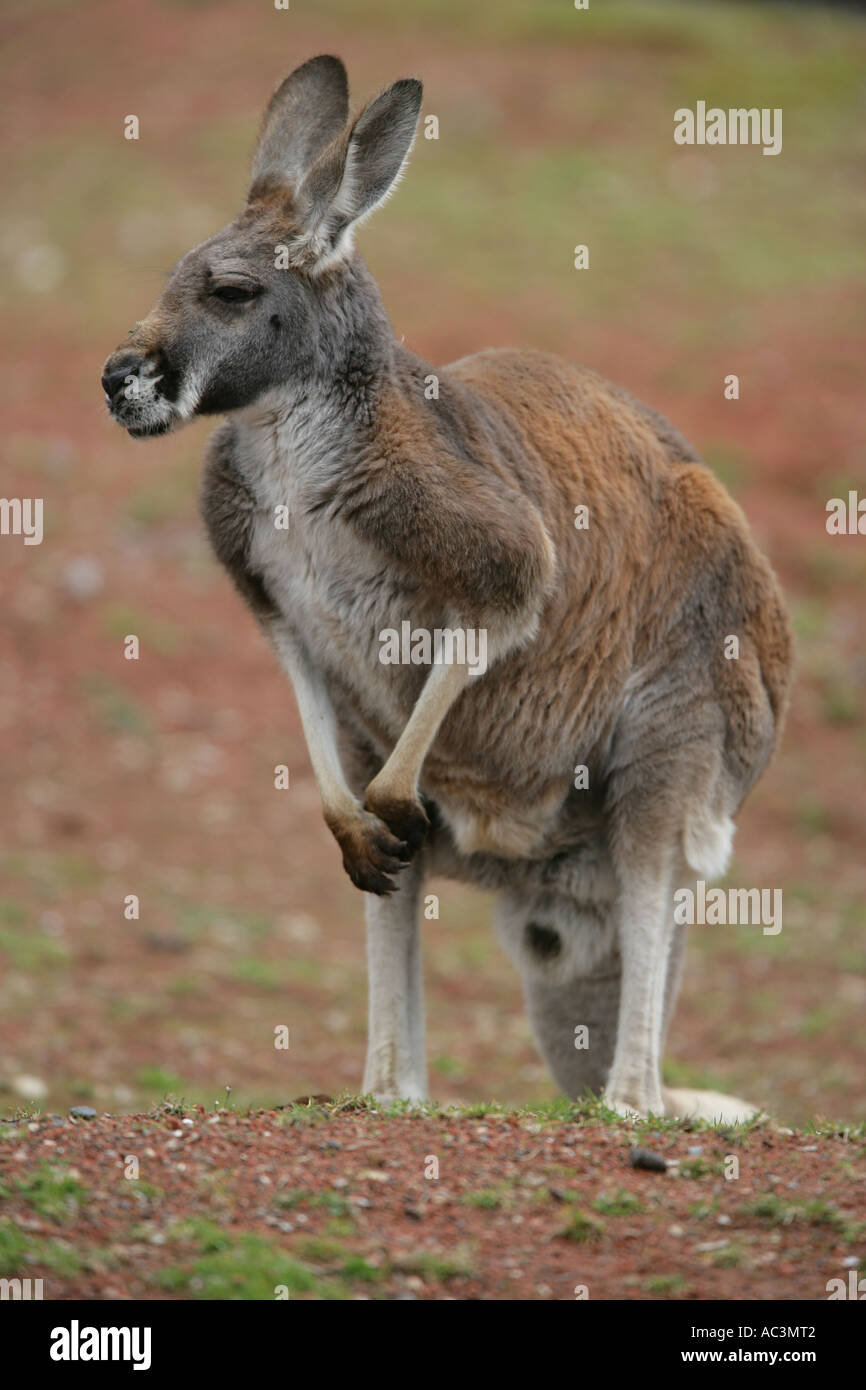 Red Kangaroo - Macropus rufus Stock Photo - Alamy