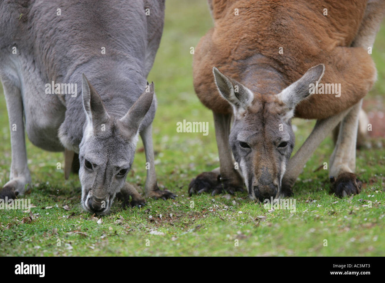 Red Kangaroo - Macropus rufus Stock Photo - Alamy