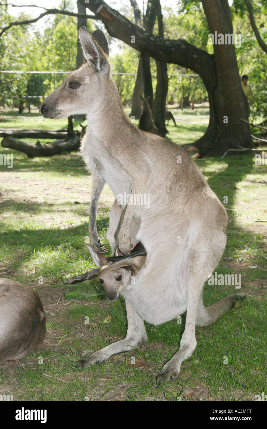 Kangaroo and kid in Brisbane, Australia Stock Photo - Alamy