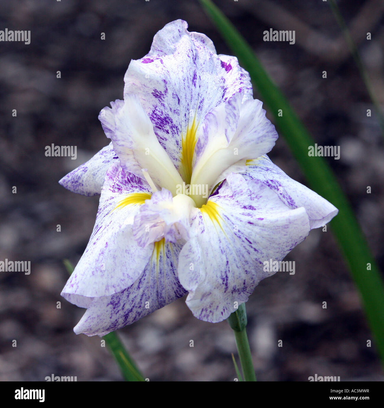 A Japanese Iris Stock Photo - Alamy