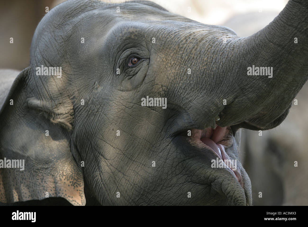 Asian elephant closeup - Elephas maximus Stock Photo - Alamy