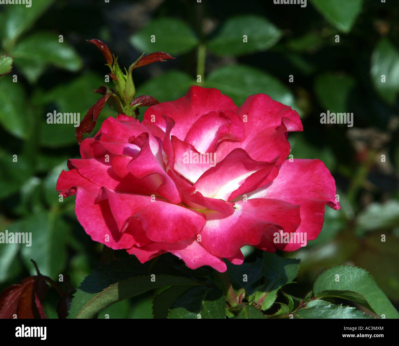 A Rainbow Sorbet rose Stock Photo - Alamy